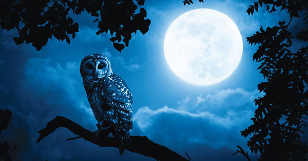 Nature at Night at Cox Arboretum