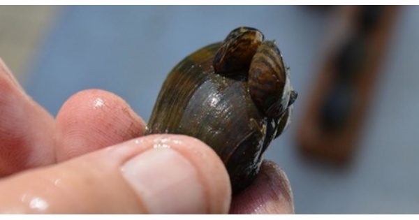 Native & Invasive Animal Species Talk