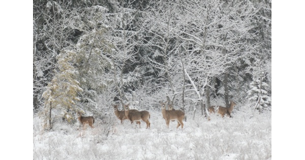 Acoustic Ecology/Sound Hike