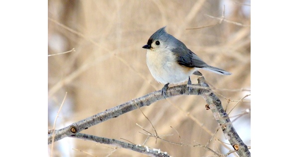 Early Spring Bird Hike at Glen Helen Nature Preserve