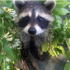 Party with a Purpose for Wild Again rescue