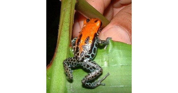 Boonshoft Museum Hosts Colorama, the Latest Exciting Super Science Sat