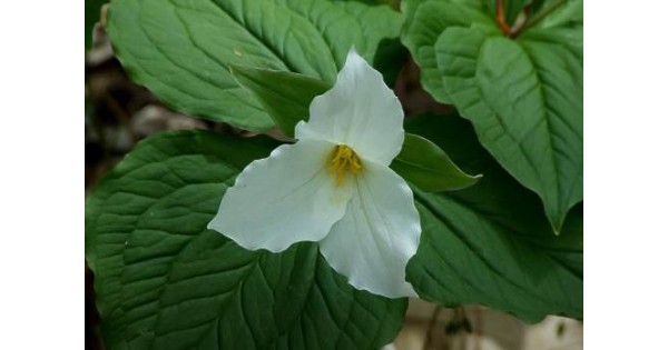 Spring Wildflower Walk at Fort Ancient