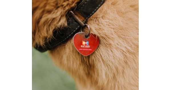 Pop-up Dog License Sale