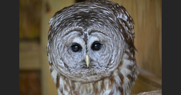 Owl-o-ween at the Raptor Center, Glen Helen